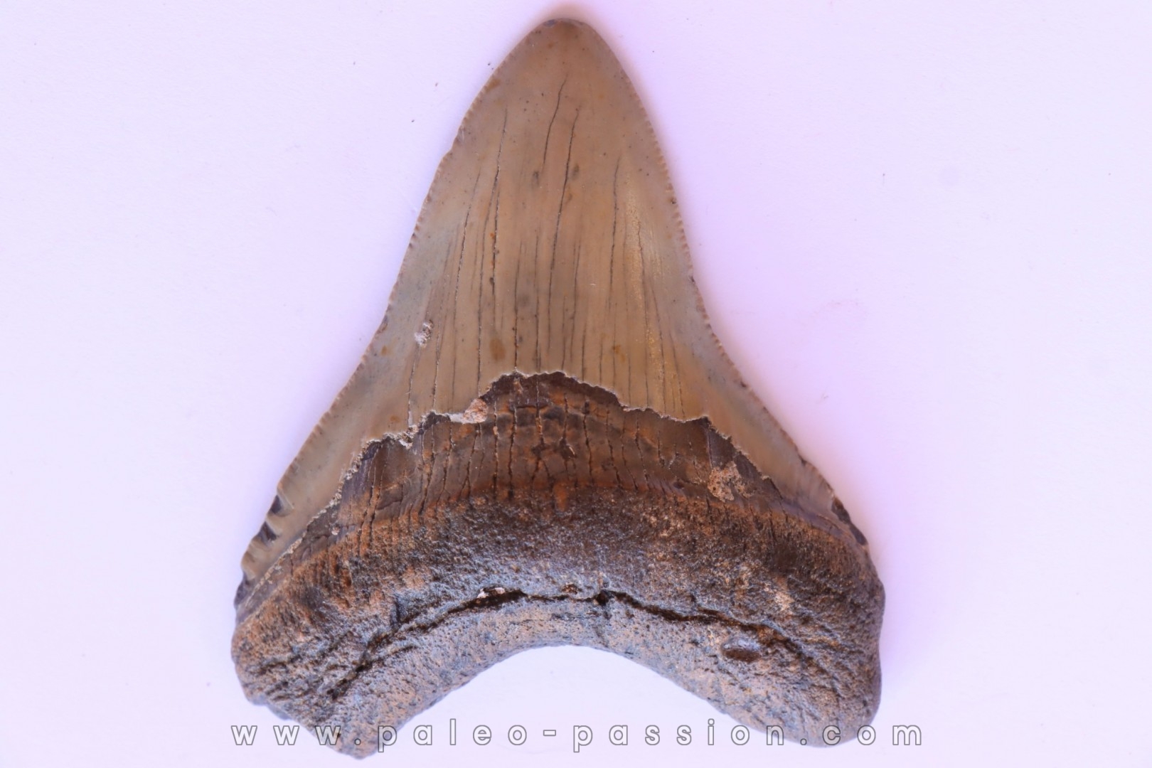 dent de requin: CARCHARODON MEGALODON