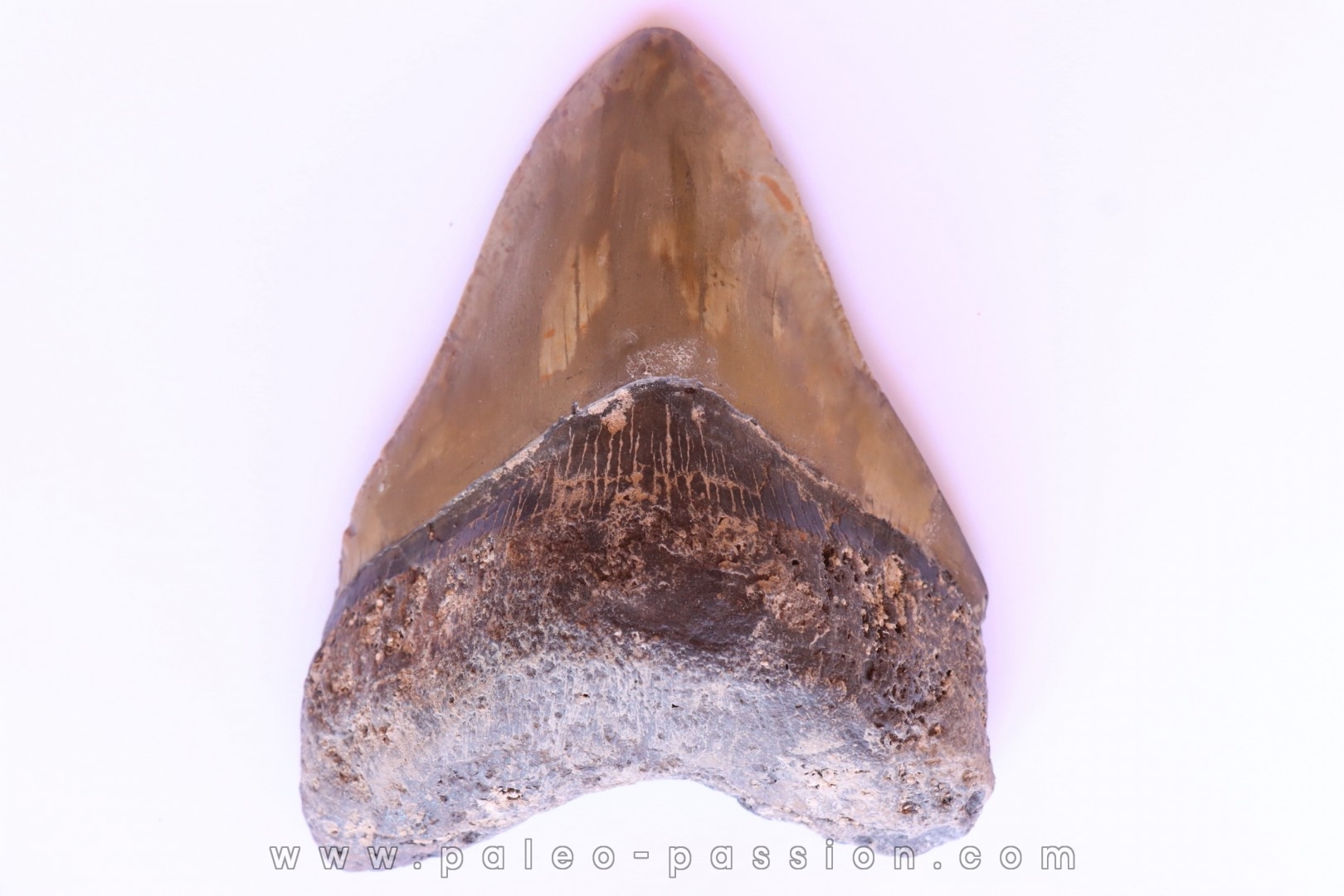 shark teeth: CARCHARODON MEGALODON