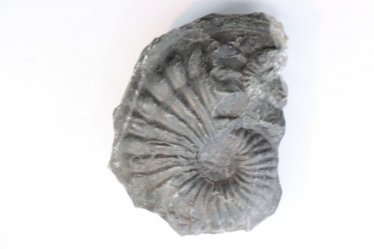 Oxytropidoceras karsteni - Albian - Peru