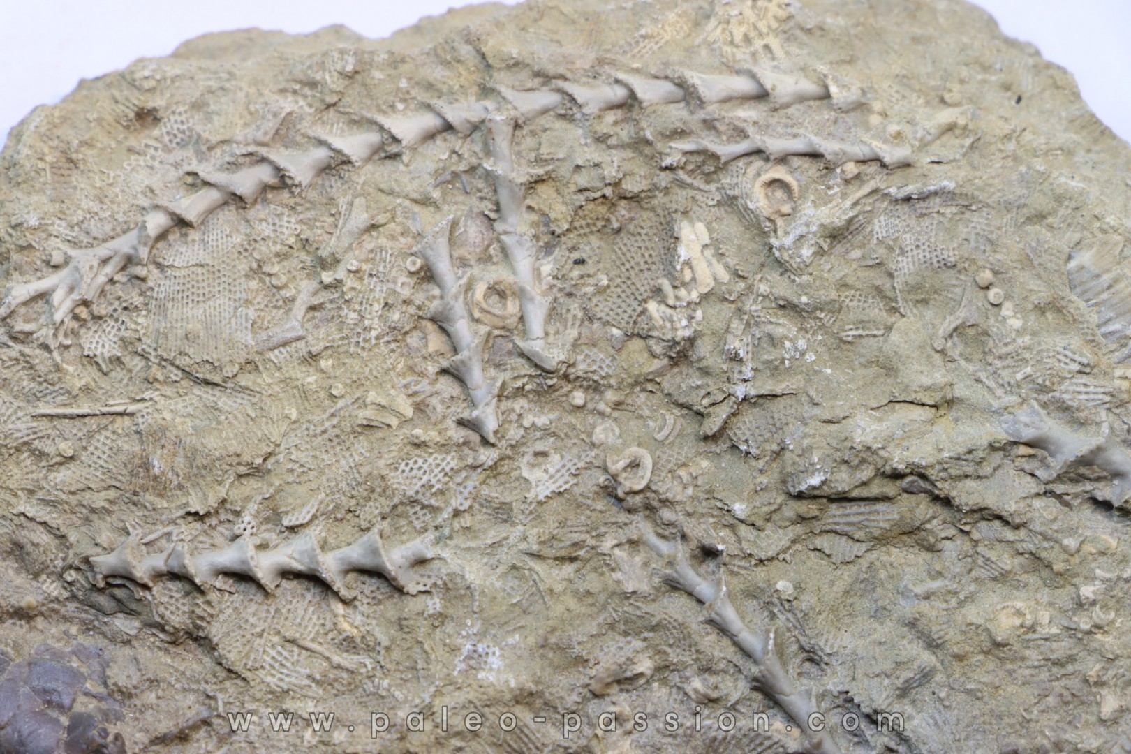 Mississippian Fossils