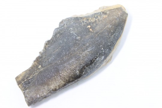 bélemnite: Duvalia émérici - Valanginien supérieur - Alpes de haute ...