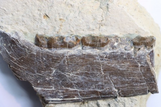 Plagiolophus annectens -Ludian - Euzet, Gard - FRANCE