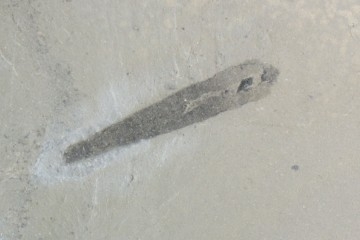 PRIAPULID WORM - Selkirkia willoughbyi - mid. cambrian - Wheeler Shale ...