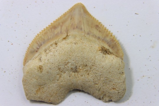 shark tooth: SQUALICORAX PRISTODONTUS - Maastrichtian - Oued Zem ...