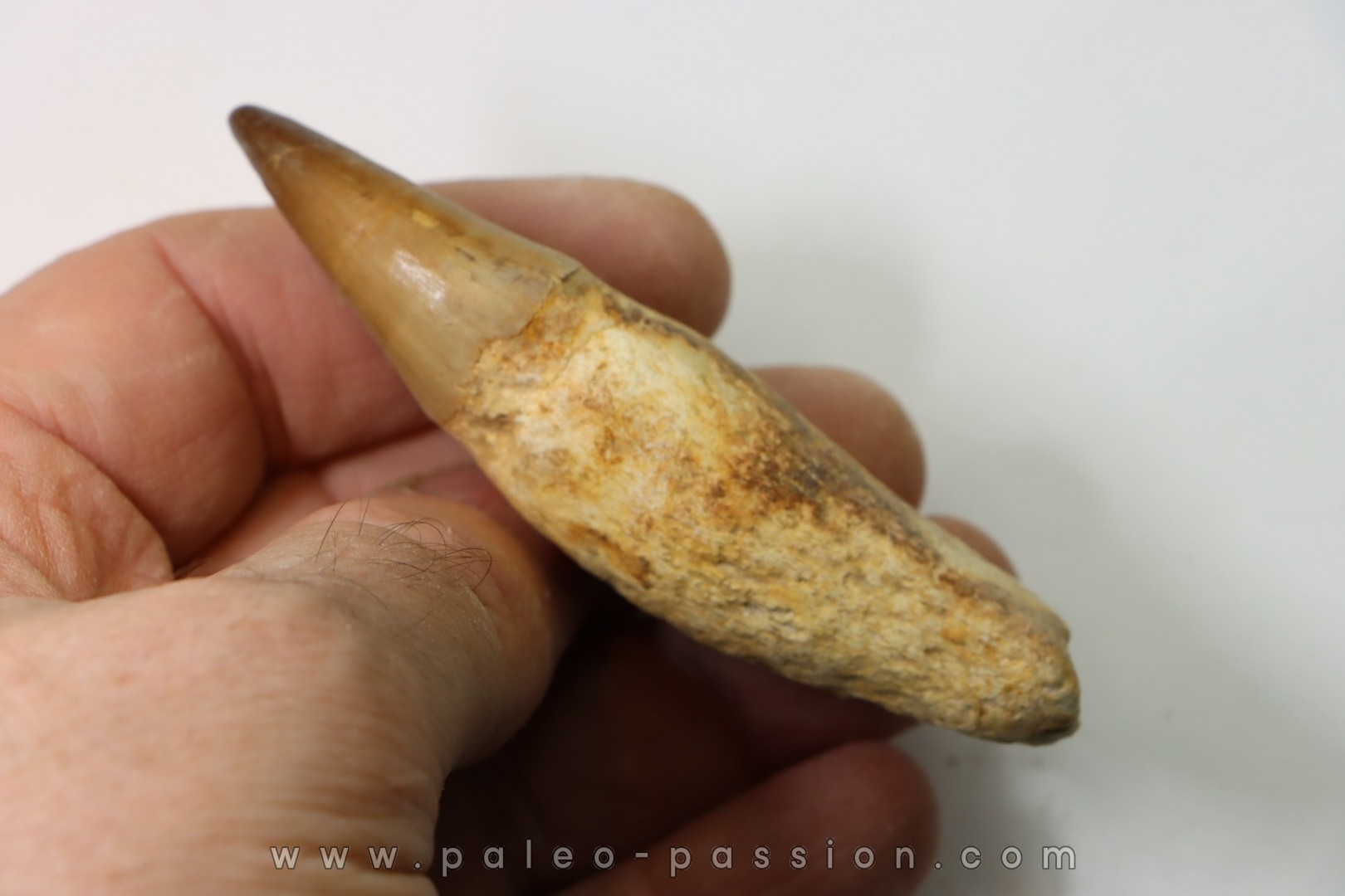 MOSAURE PTERYGOIDAL tooth // Prognathodon Anceps //Maestrichtian // Oued Zem - Morocco