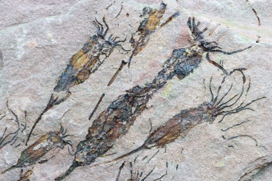 EOCRINOIDES: plate with ASCOCYSTITES - Sandbian - upper ordovician ...