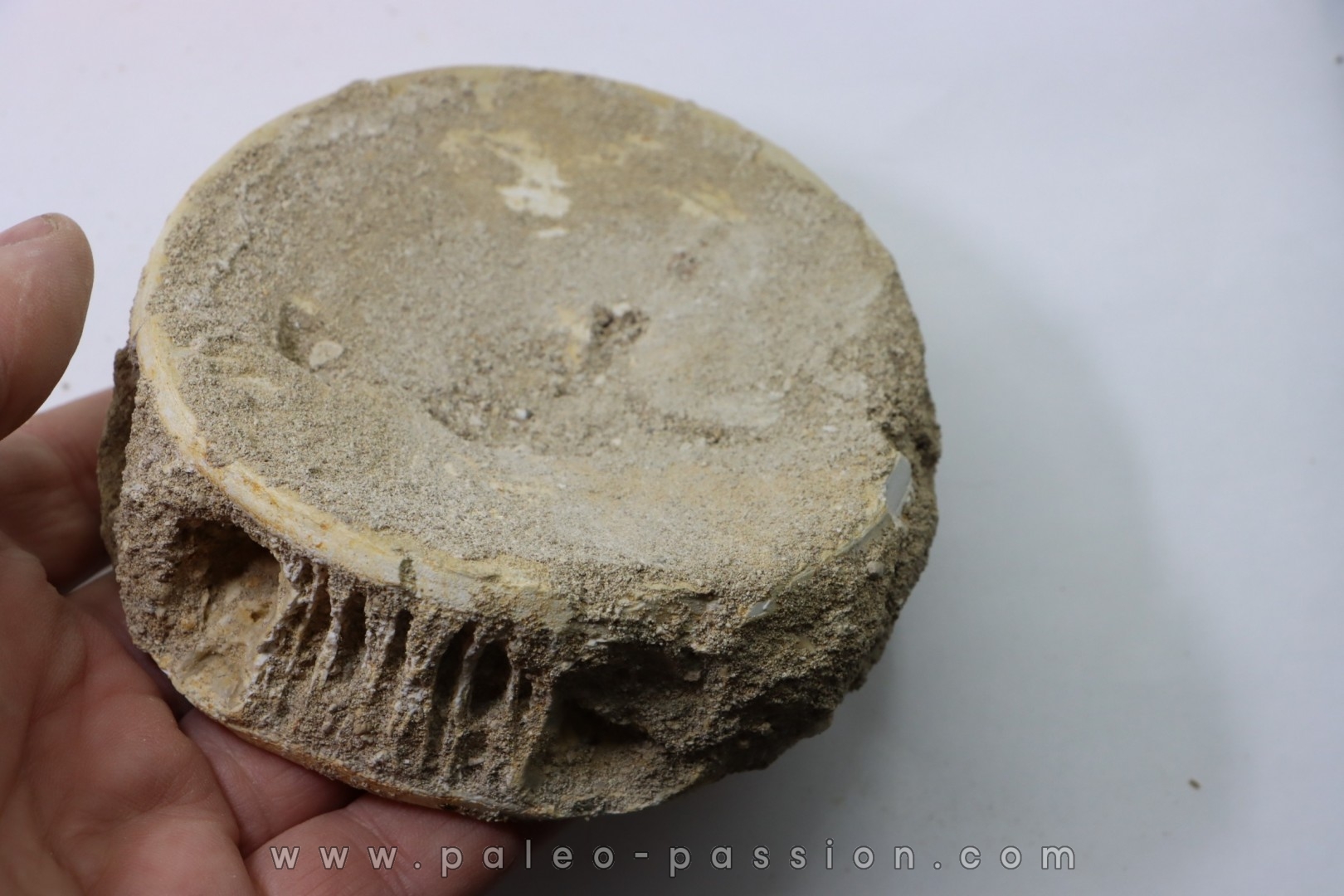 Fossilized Shark Vertebrae