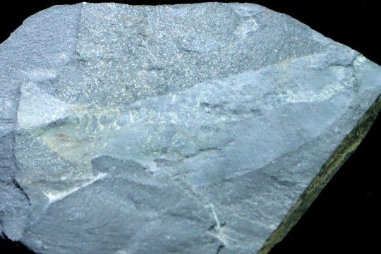 PRIAPULID WORM - Ottoia prolifica - middle cambrian - Burgess Shale ...