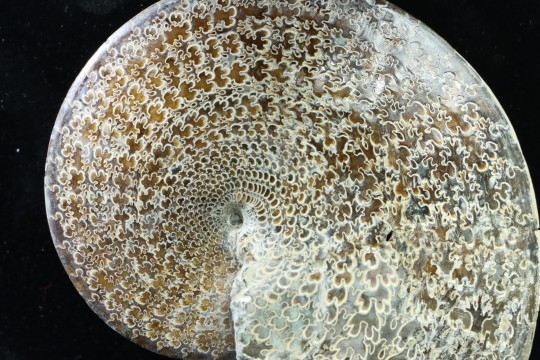 Sphenodiscus lenticularis (Owen, 1852) - Maestrichtien - Dakota - USA