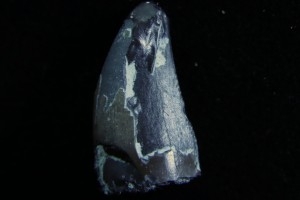dinosaure Tooth : Nuthetes destructor - Berriasian - lieu dit ...