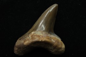 shark tooth: cretoxyrhina aff, Mantelli - turonian - MOROCCO