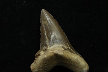 shark tooth: cretoxyrhina aff, Mantelli - turonian - MOROCCO