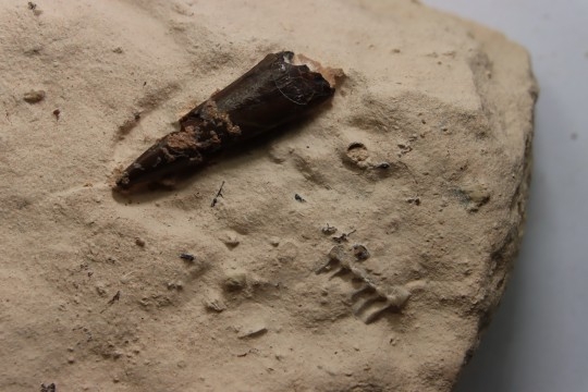 Elasmosaur tooth: Libonectes morgani - lower Turonian - Asfla, Goulmima ...