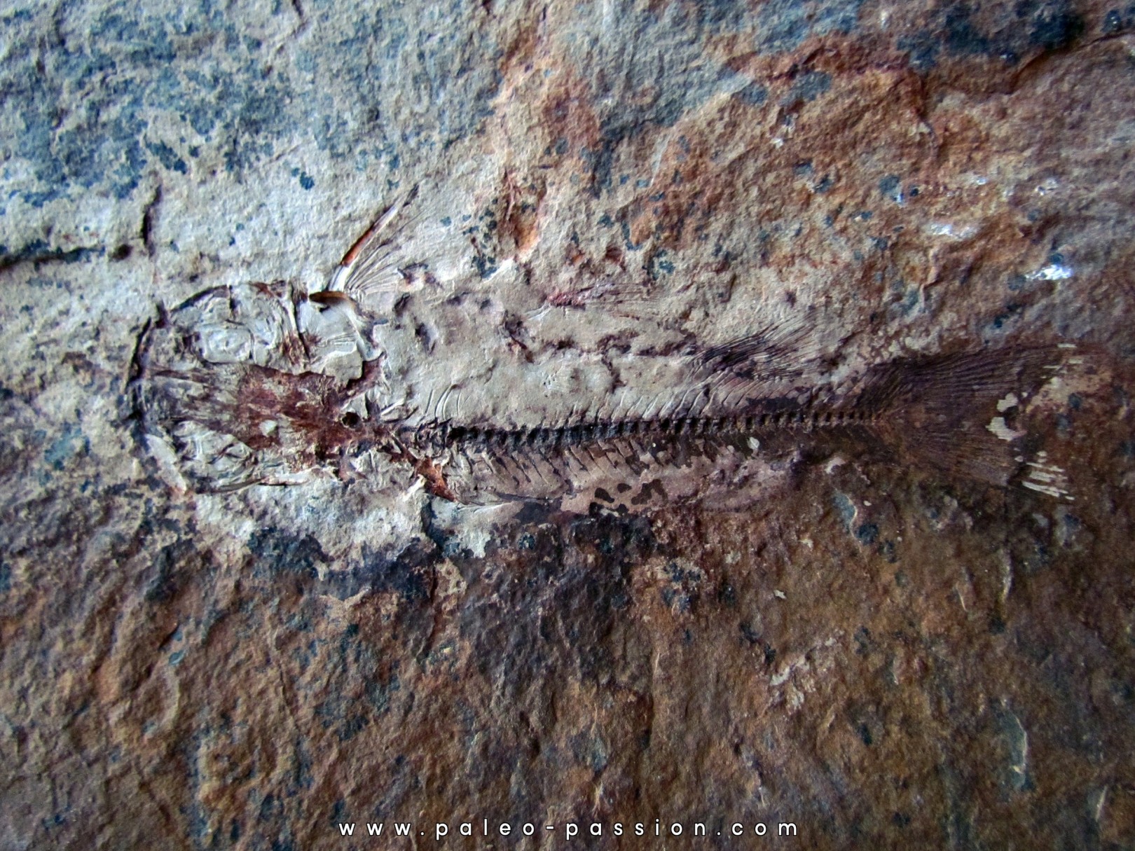 Fossil fish