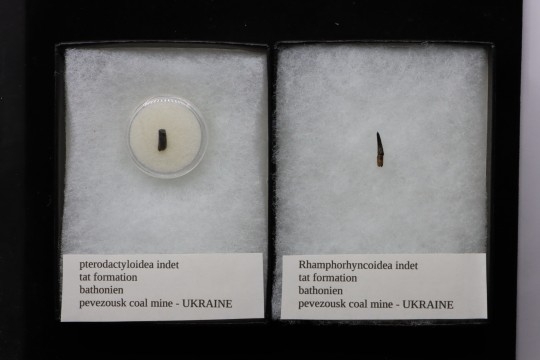 PTEROSAUR: Pterodactyloidae indet. & Rhamphohyncoidae indet. - Itat fmt ...