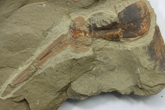 big size! Xiphosurida ind. - Ordovician - Fezouata formation