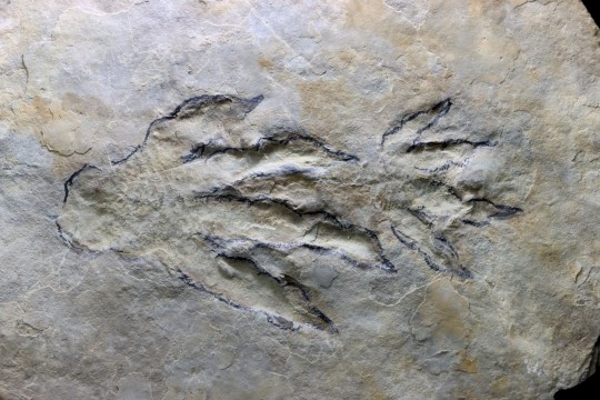 empreintes de Batrachopus aff. gilbeti - Hettangien - Aveyron, France