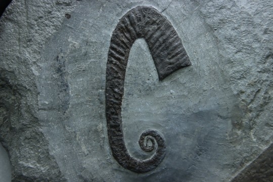 Hamites (Idiohamites) cf. favrinus - Upper Albian - Hautes Alpes, France