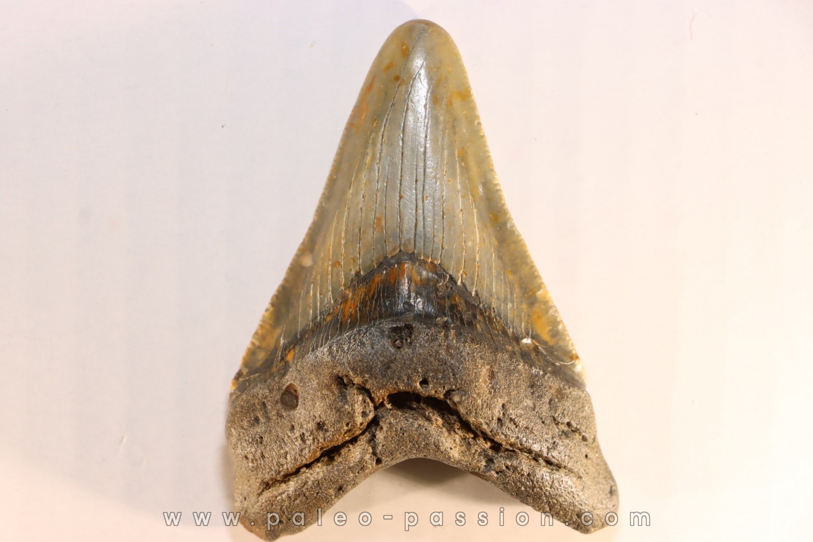 Shark teeth