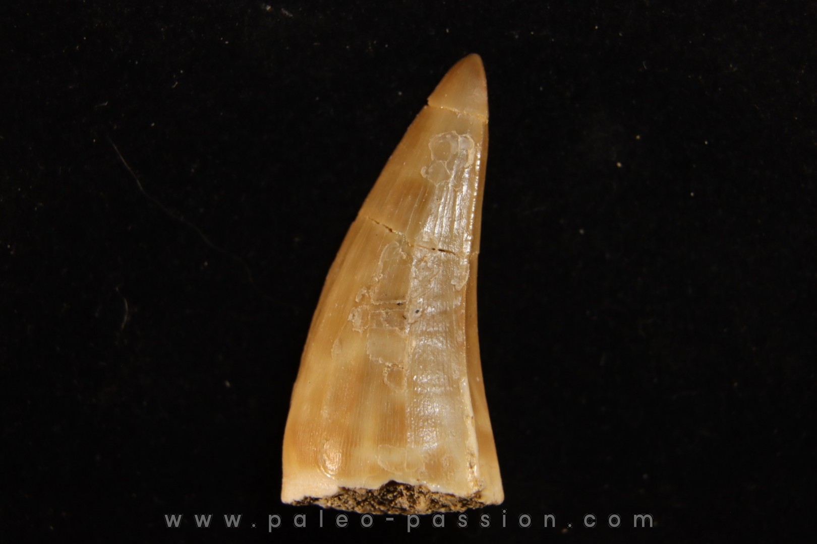 VERY RARE PARTIAL MANDIBULE: CARINODENS BELGICUS - Maastrichtian - Oued ...