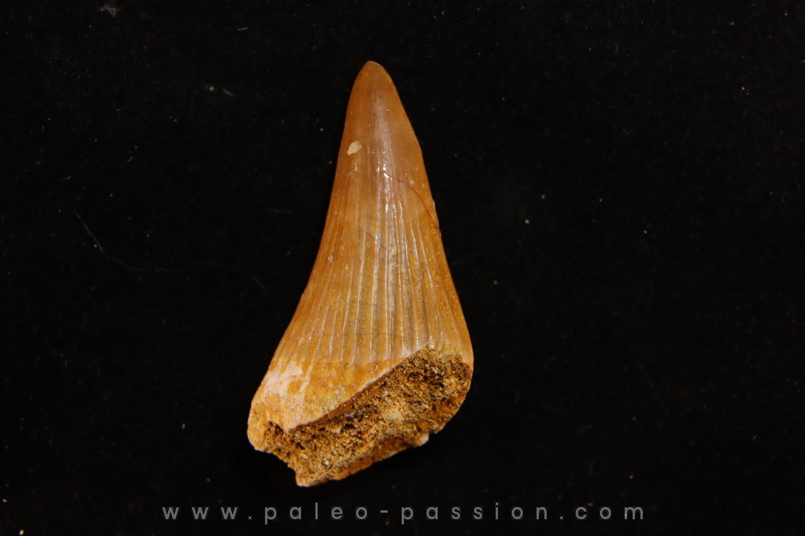 MOSASAURE tooth // Platecarpus ptychodon //Maestrichtian // Oued Zem ...
