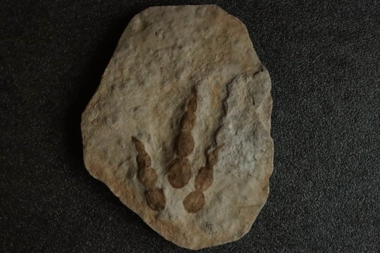 dinosaur foot print : Grallator variabilis