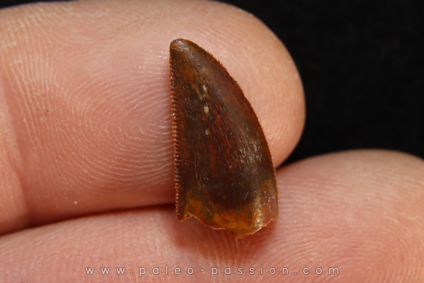 dinosaur tooth DELTADROMEUS AGILIS