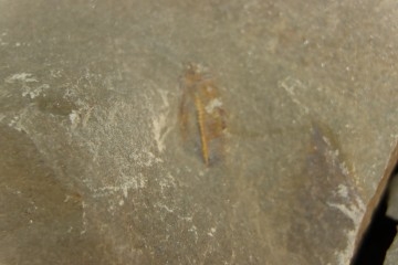 appendage filtre anomalocarididae - Ordovician - Fezouata fmt - Morocco