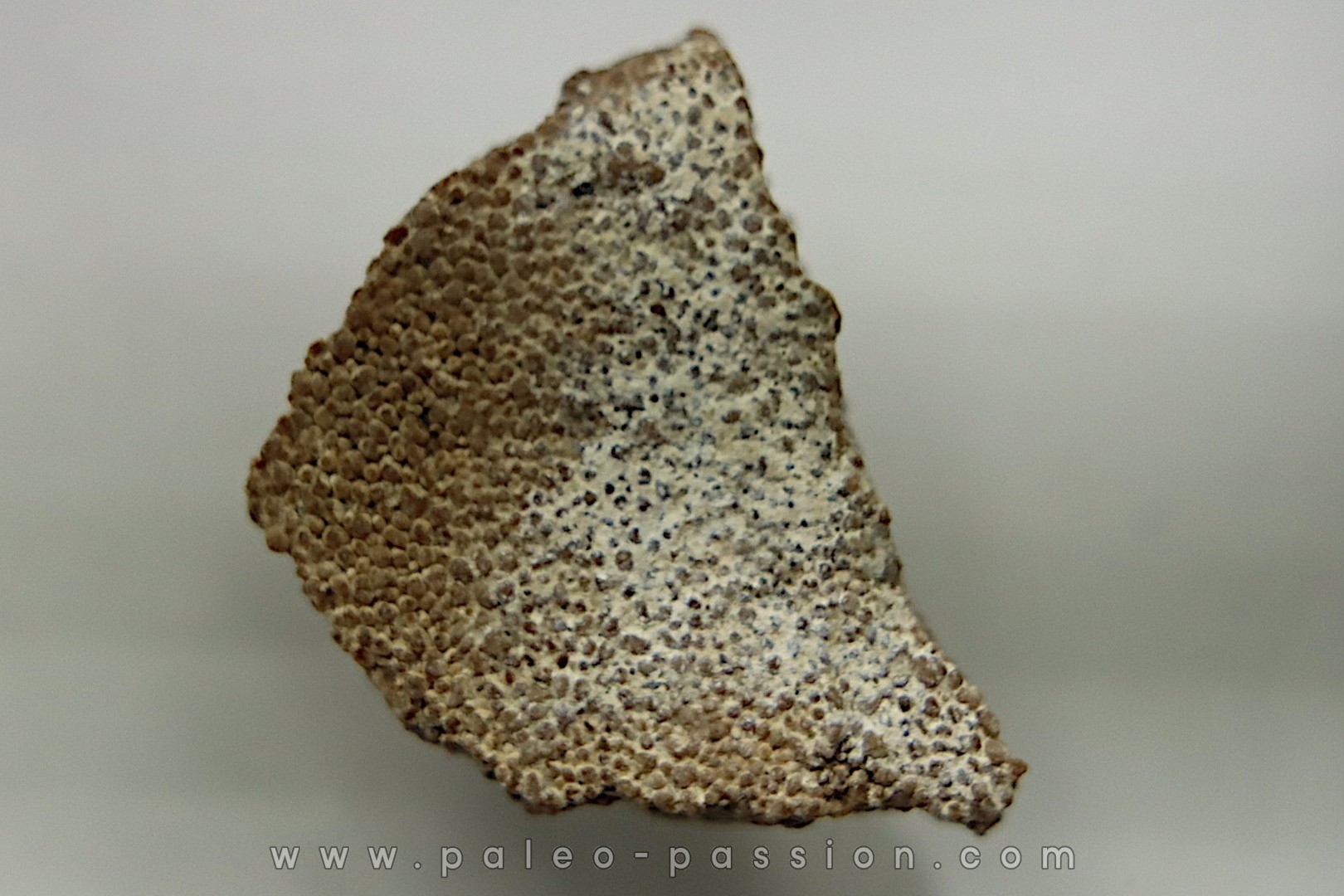 DINOSAUR egg shell MEGALOOLITHUS - from dinosaur TITANOSAURE HYPSELOSAURUS