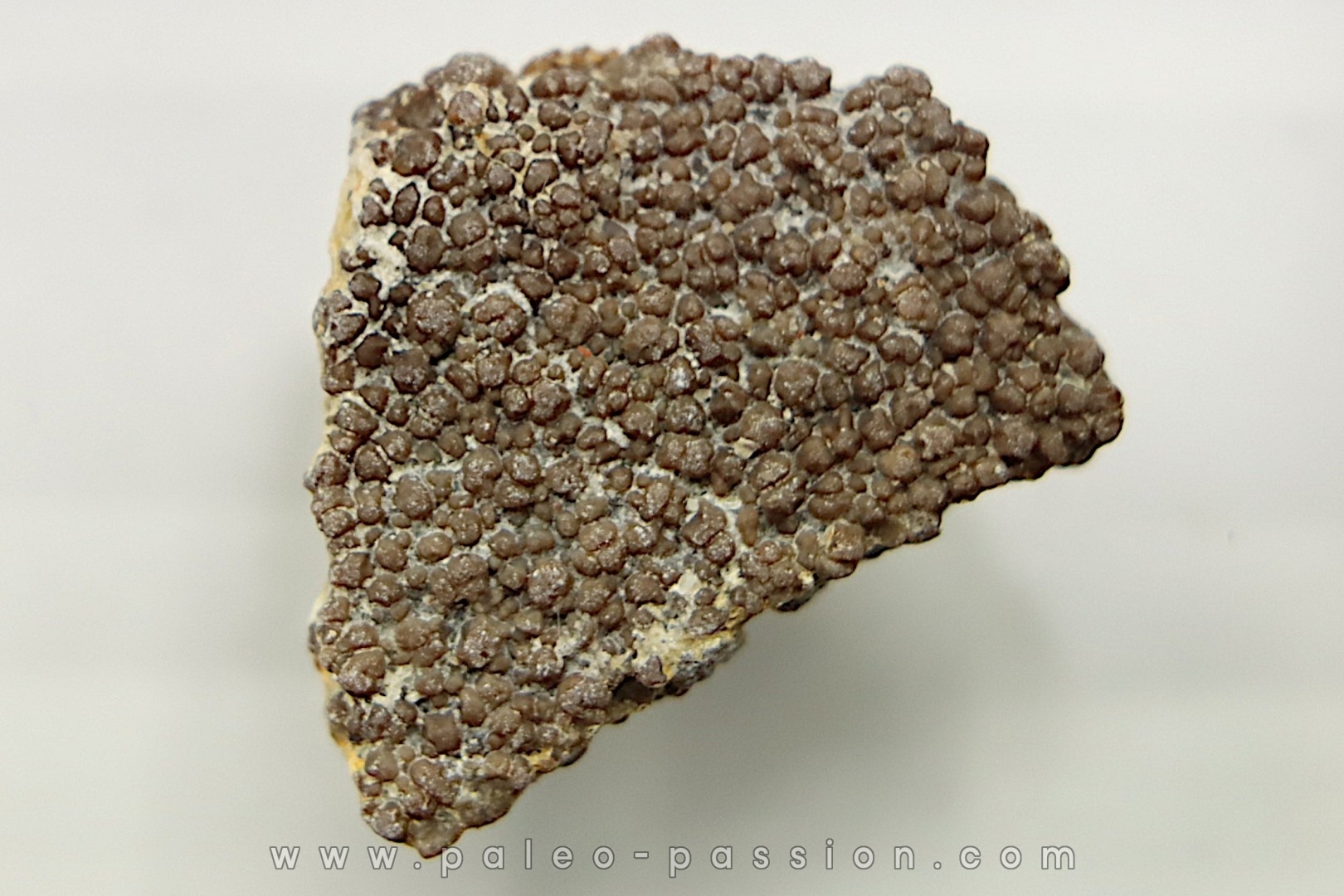 dinosaur titanosaur saltasaurus egg shell