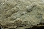 2 dinosaur foot print : Grallator variabilis