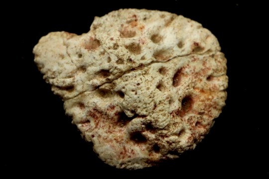 PLAQUE DERMIQUE DE CROCODILE: DYROSAURUS PHOSPHATICUS