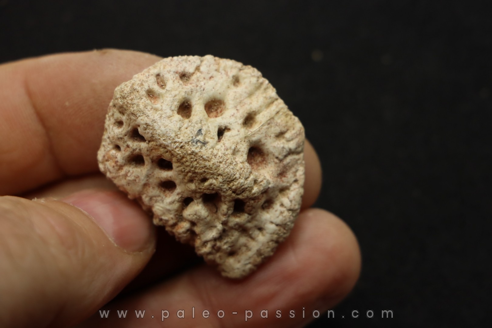 CROCODILE SKIN PLATE: Dyrosaurus phosphaticus