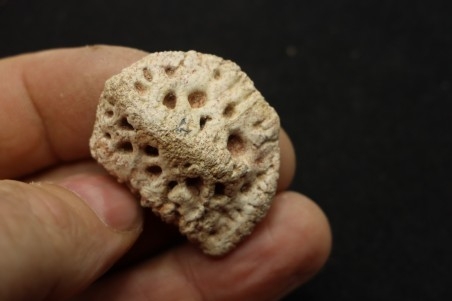 CROCODILE SKIN PLATE: Dyrosaurus phosphaticus