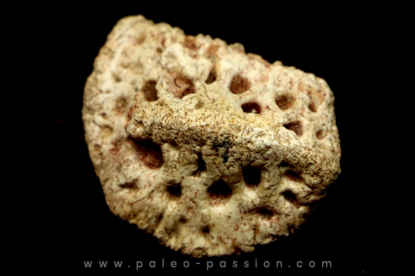 CROCODILE SKIN PLATE: Dyrosaurus phosphaticus