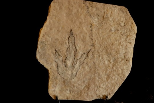 dinosaur foot print : Grallator variabilis