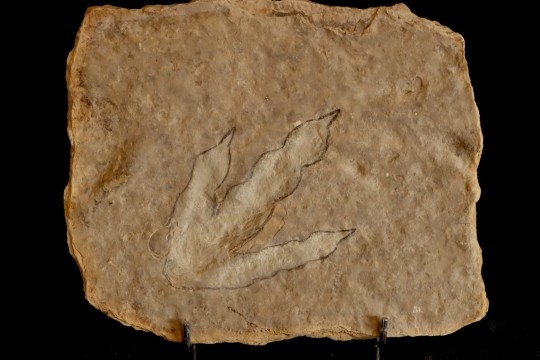 dinosaur foot print : Grallator variabilis
