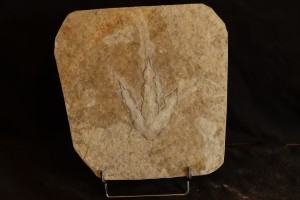 dinosaur foot print : Grallator variabilis