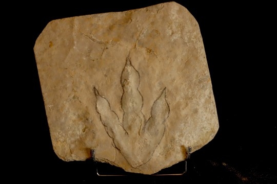dinosaur foot print : Grallator variabilis