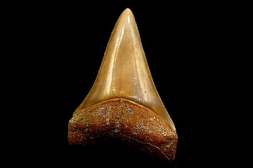 shark tooth CARCHARODON HASTALIS