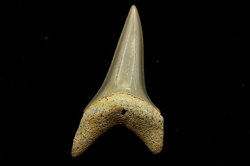 shark tooth CARCHARODON HASTALIS