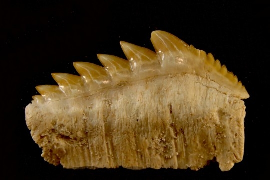 Notidanodon loozi - danien, éocène - Oued Zem, Maroc