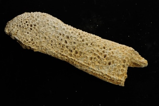 fish: Stratodus apicalis - Maastrichtian - Oued Zem, MOROCCO