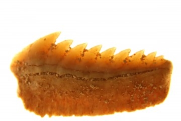 Hexanchus microdon - Thanetian - Morocco