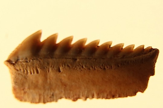 Hexanchus microdon - Thanetian - Morocco