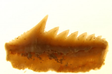 Hexanchus microdon - Thanetian - Morocco