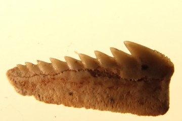 Hexanchus microdon - Thanetian - Morocco