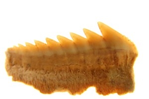 Hexanchus microdon - Thanetian - Morocco