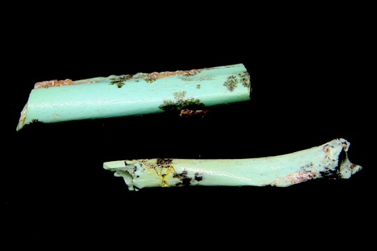 bones set pseudomorphe TURQUOISE odontolite - pleistocene Searchlight ...