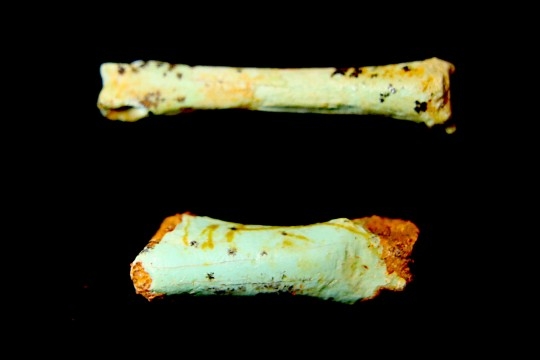 bones set pseudomorphe TURQUOISE odontolite - pleistocene Searchlight ...